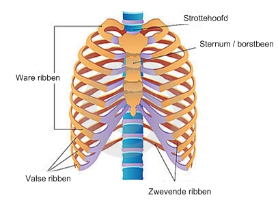 Bescherming: de ribbenkast :: Stevigheid-en-beweging
