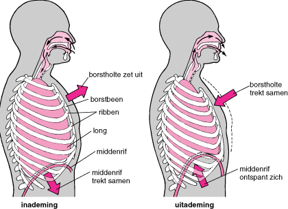 De ribbenkast :: Stevigheid-en-beweging